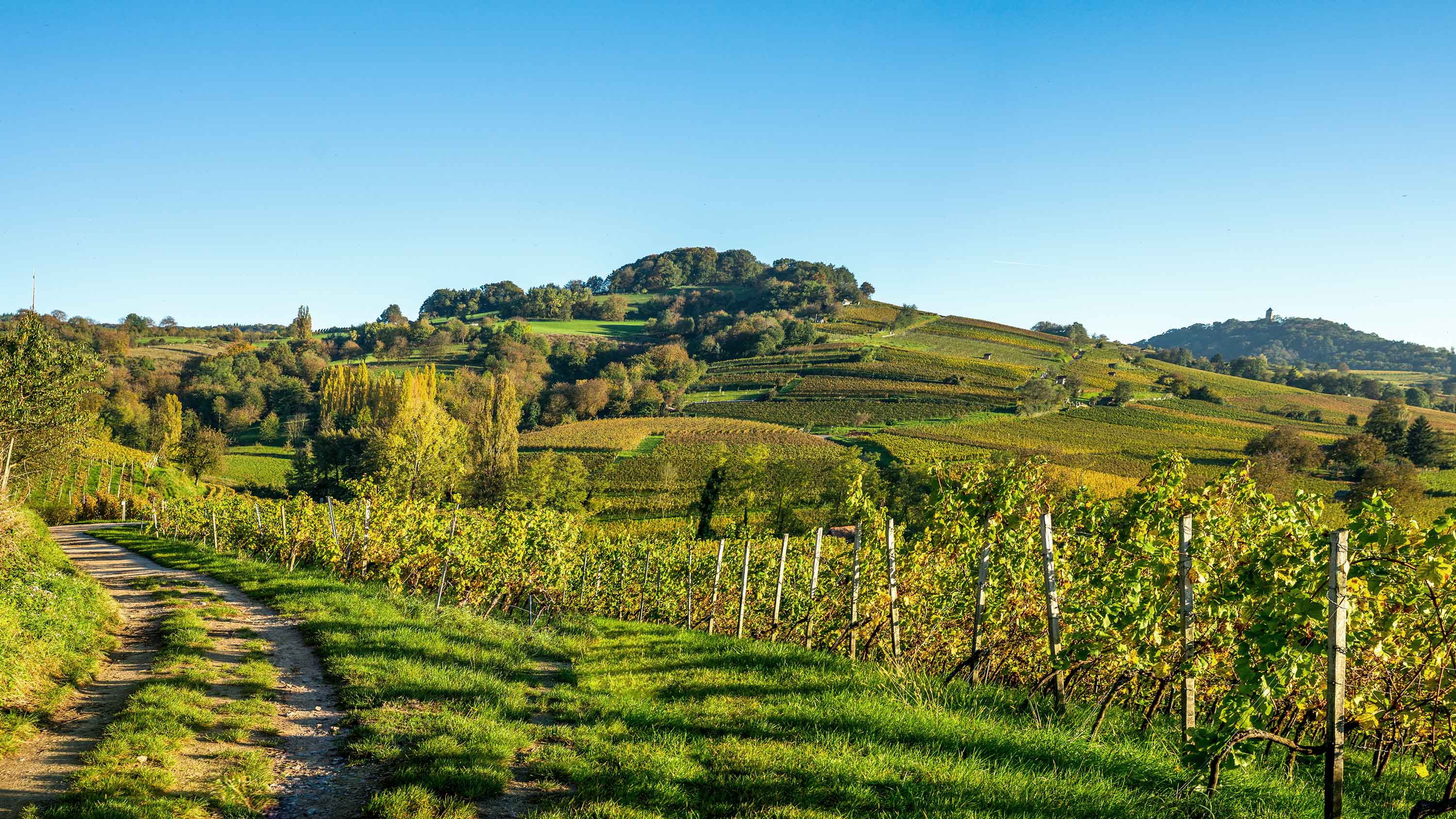 PWT News | Bewässerungsprojekt Weinberge Zwingenberg